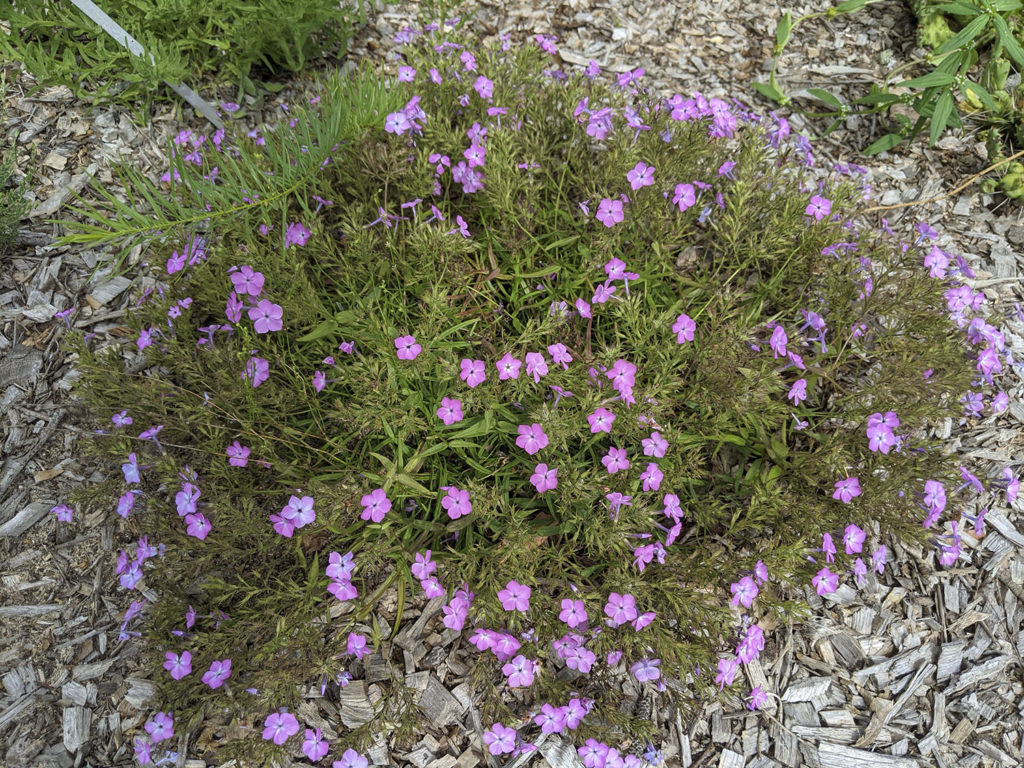 Native Plant Company | Northwest Florida Native Plants and Landscape Design