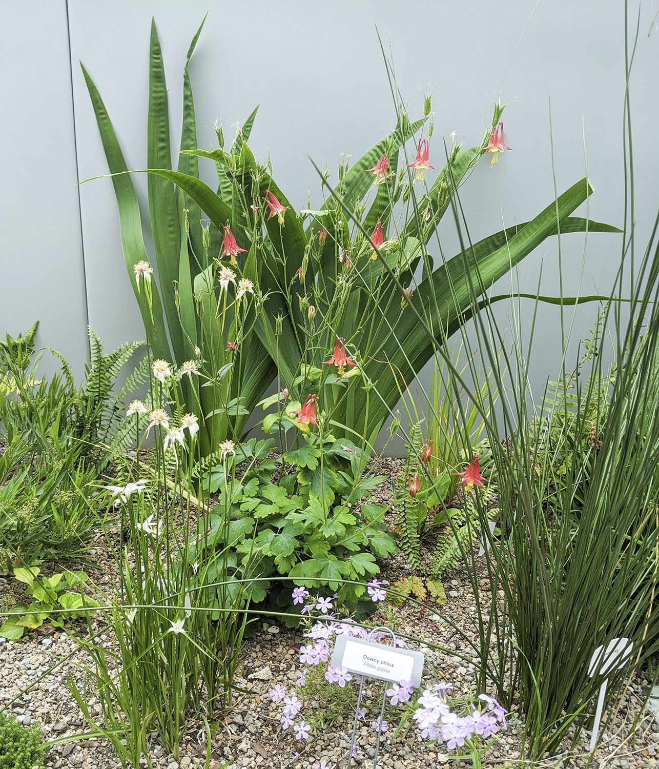 Native Plant Company | Northwest Florida Native Plants and Landscape Design